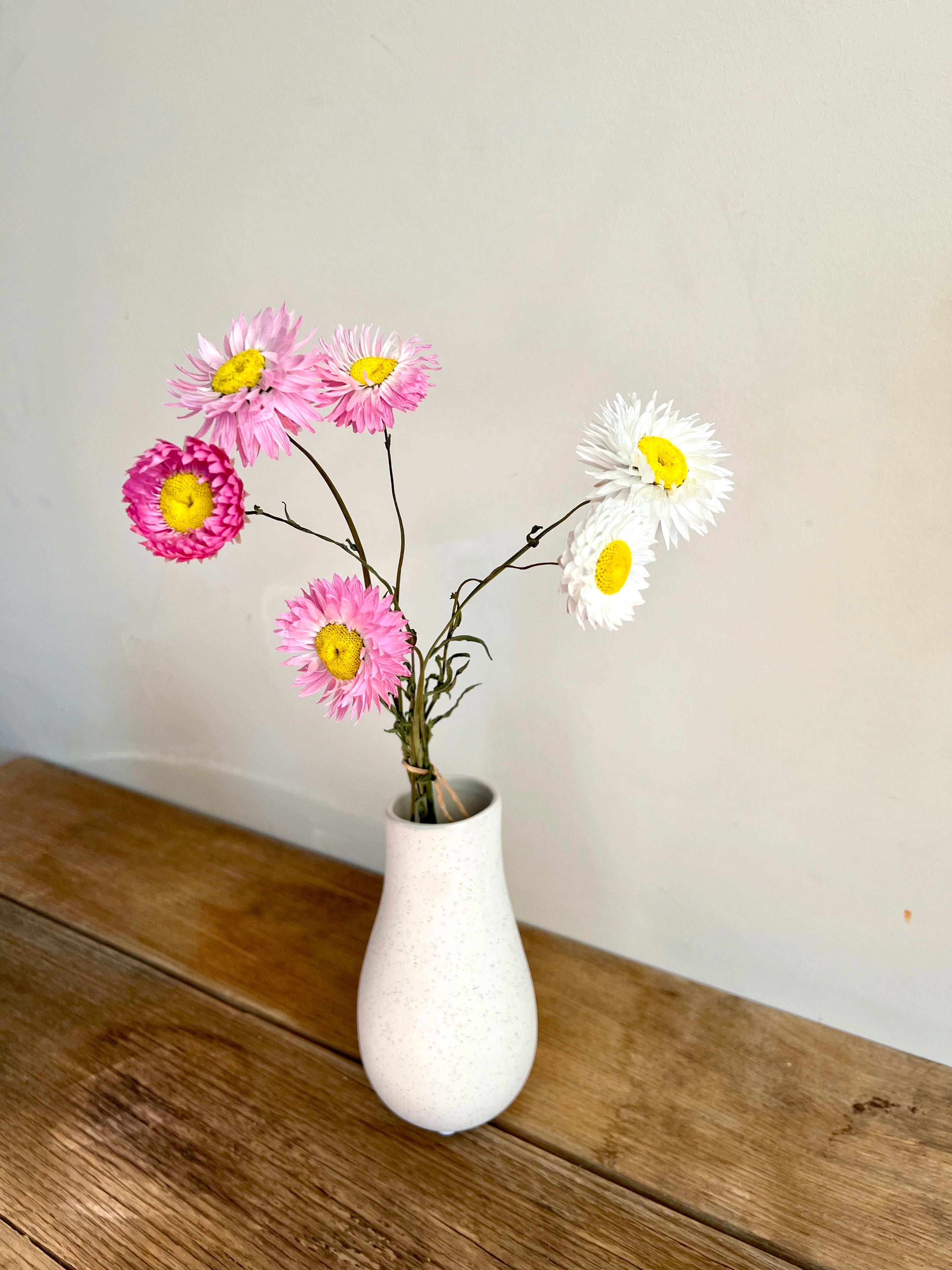 Naturally Dried Rhodanthe Everlasting Daisy - Medium / Large - white ...
