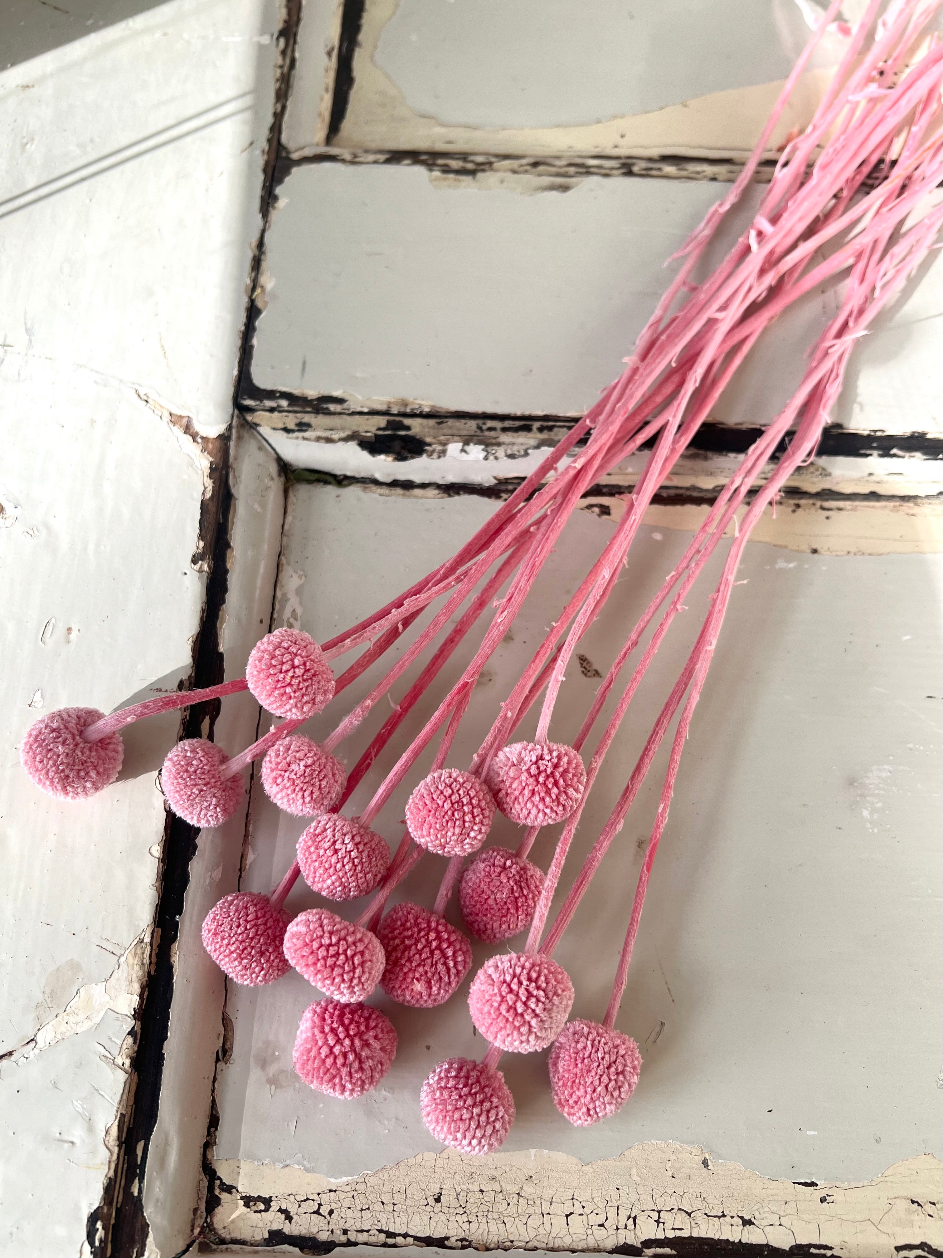 Preserved Billy Button - Colourful – FLEURI flowers