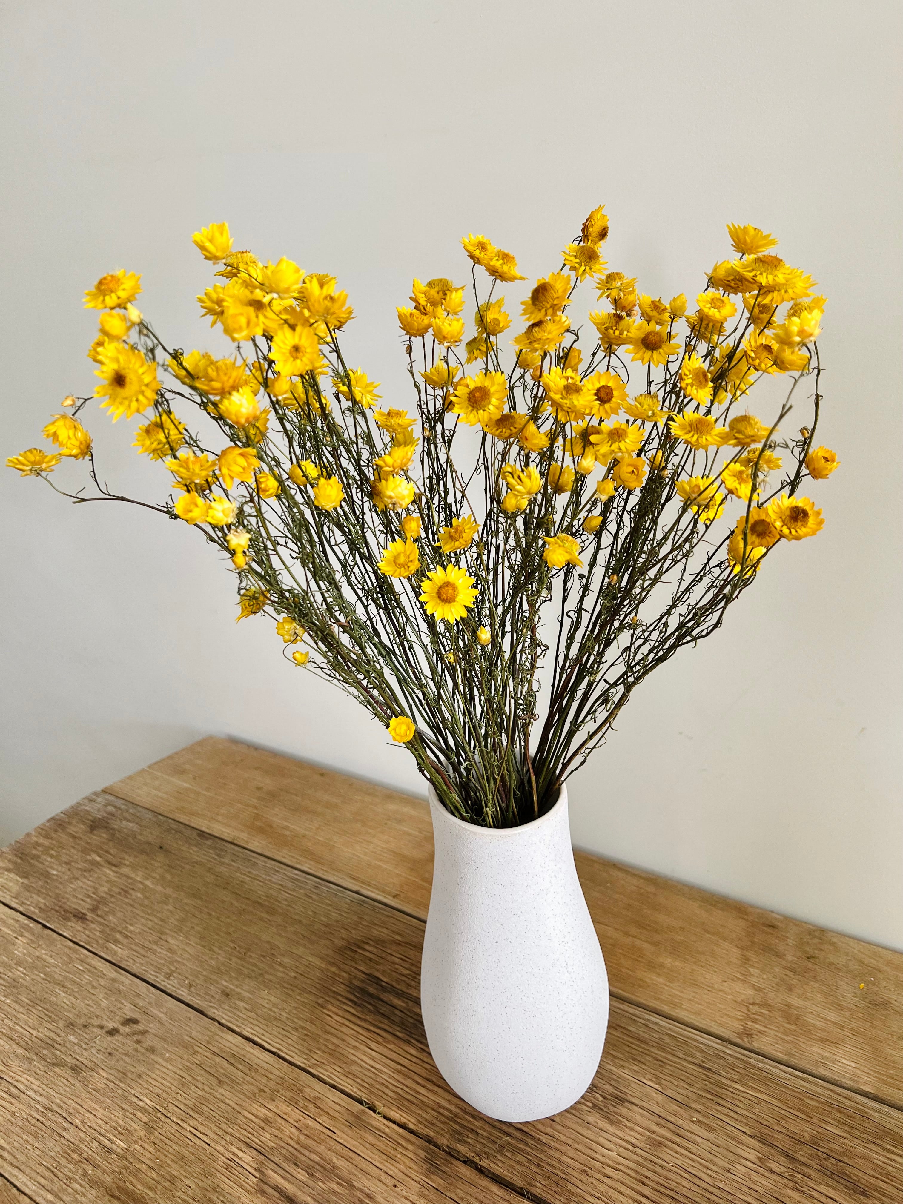 Naturally Dried Mini Paper Daisy / Sticky Everlasting Mini Daisy /Xero ...