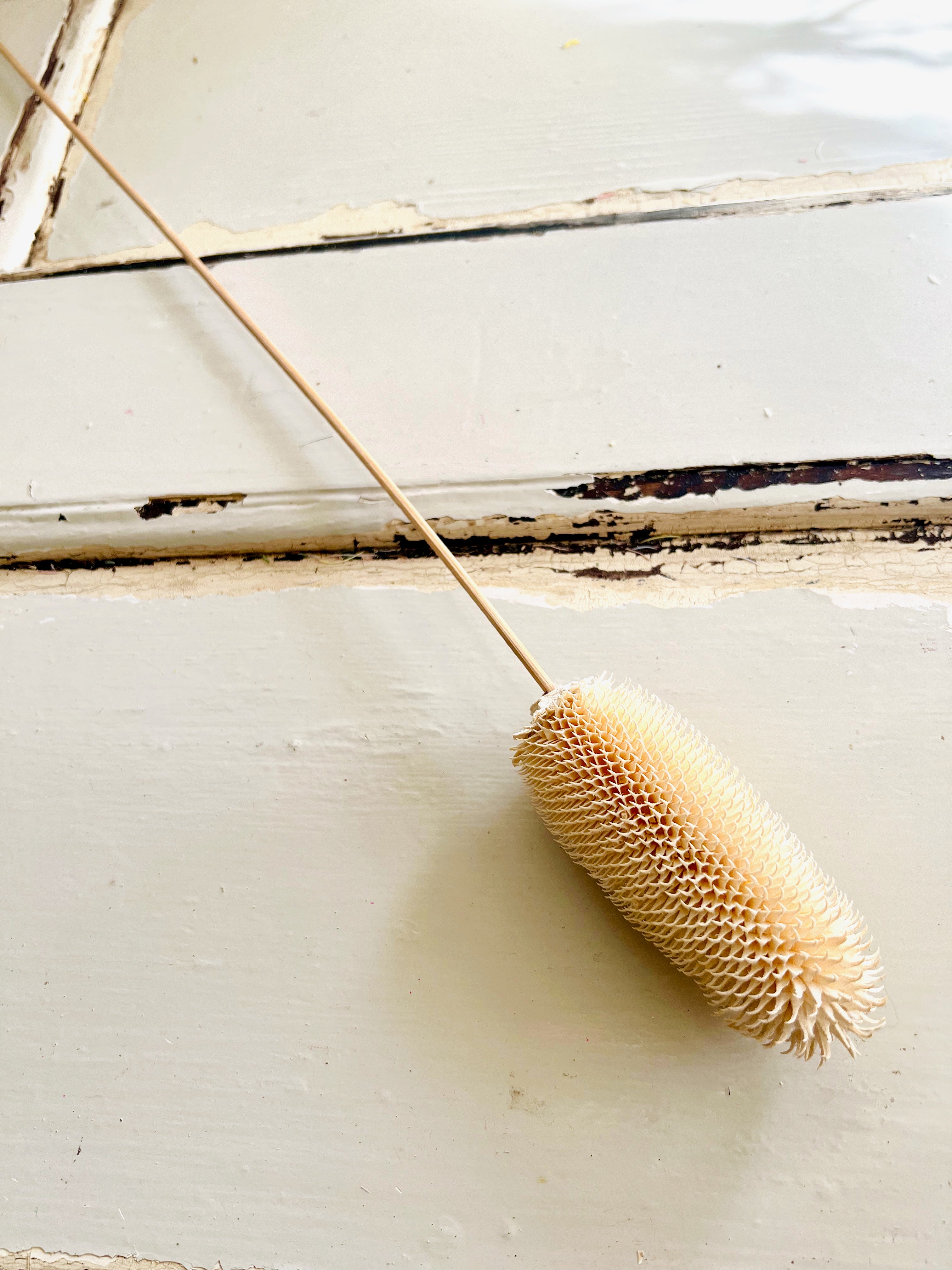 Dried Dipsacus – FLEURI flowers